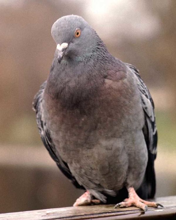 Why do pigeons bob their heads when they walk? - Pigeon Patrol Canada ...