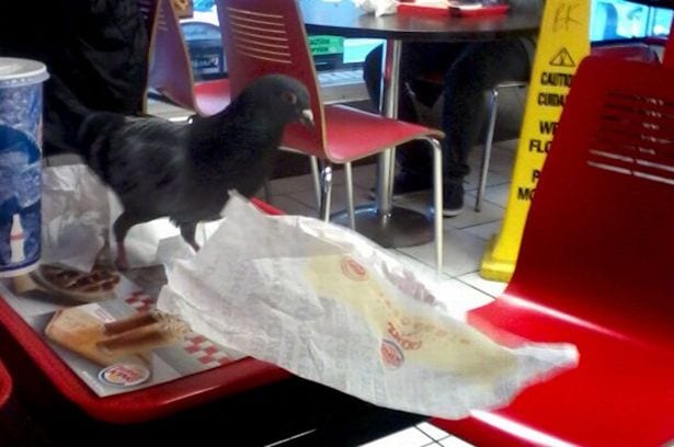 Pigeons eat at Burger King