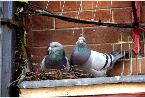 Are Birds Actually Government-Issued Drones? So Says a New Conspiracy ...