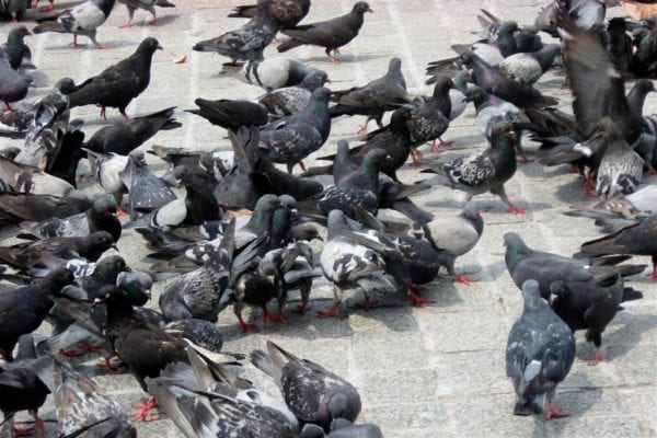 What's killing pigeons in Utica?