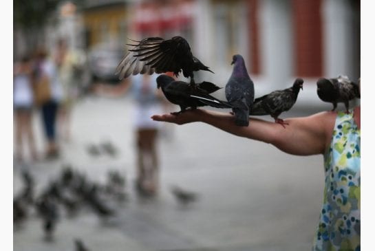 Robotic eagles swoop in to clear pigeons - Pigeon Patrol Canada - Bird ...