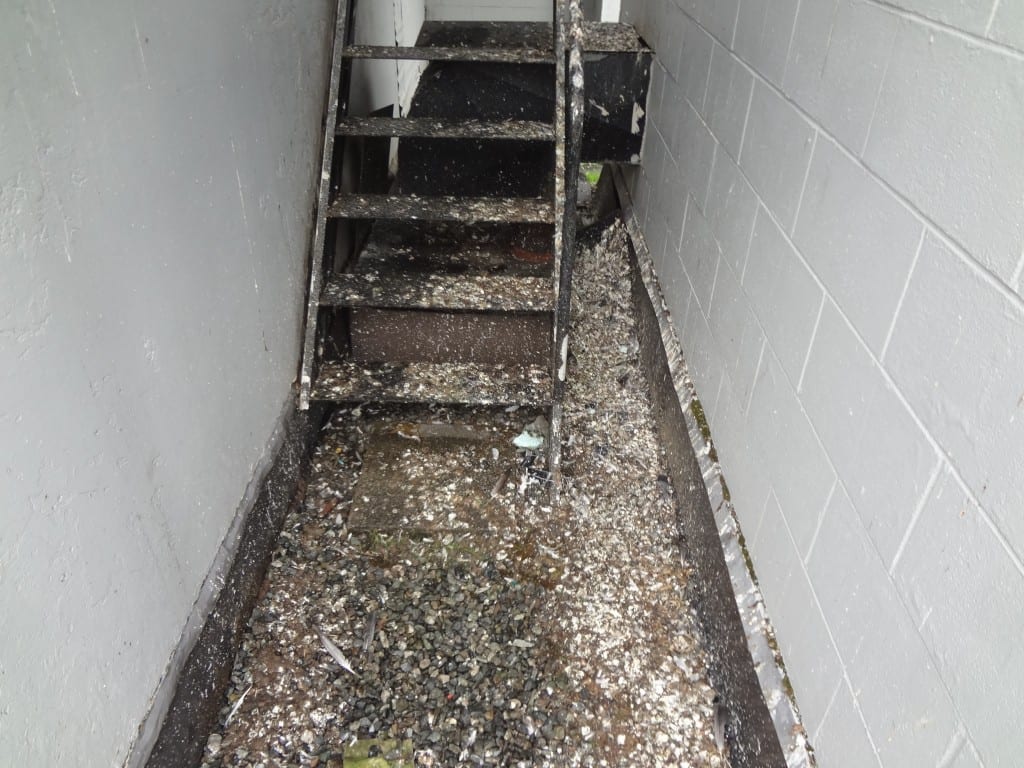 DEADLY’ PIGEON DROPPINGS FORCE MILLOM COUNCIL CLOSURE