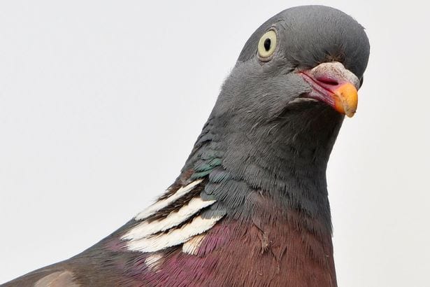 CIA unveils Cold War spy-pigeon missions - Pigeon Patrol Canada - Bird ...