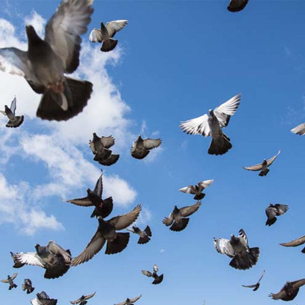 How to Get Rid of Pigeons Safely, Humanely, and Permanently - Pigeon ...