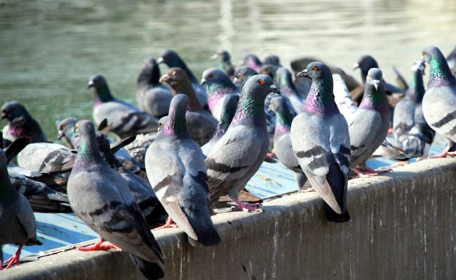 How Do We Fix Our Pigeon Problem?