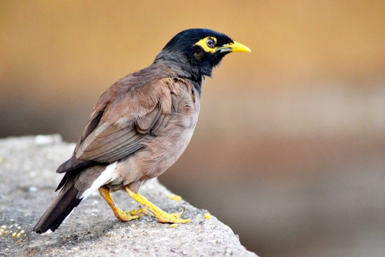 Bobby Pollock Pigeon Guy | Pigeon Patrol Products & Services