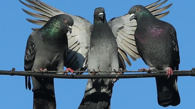 Pigeon Racing from japan flies across pacific to Canada - Pigeon Patrol ...