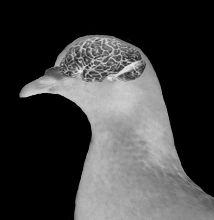 Pigeon mentality could help humans switch between tasks