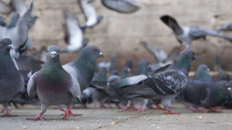 Decision-making in pigeon flocks: a democratic view of leadership ...