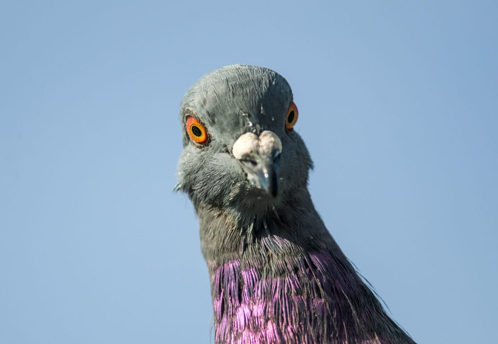 CIA unveils Cold War spy-pigeon missions - Pigeon Patrol Canada - Bird ...