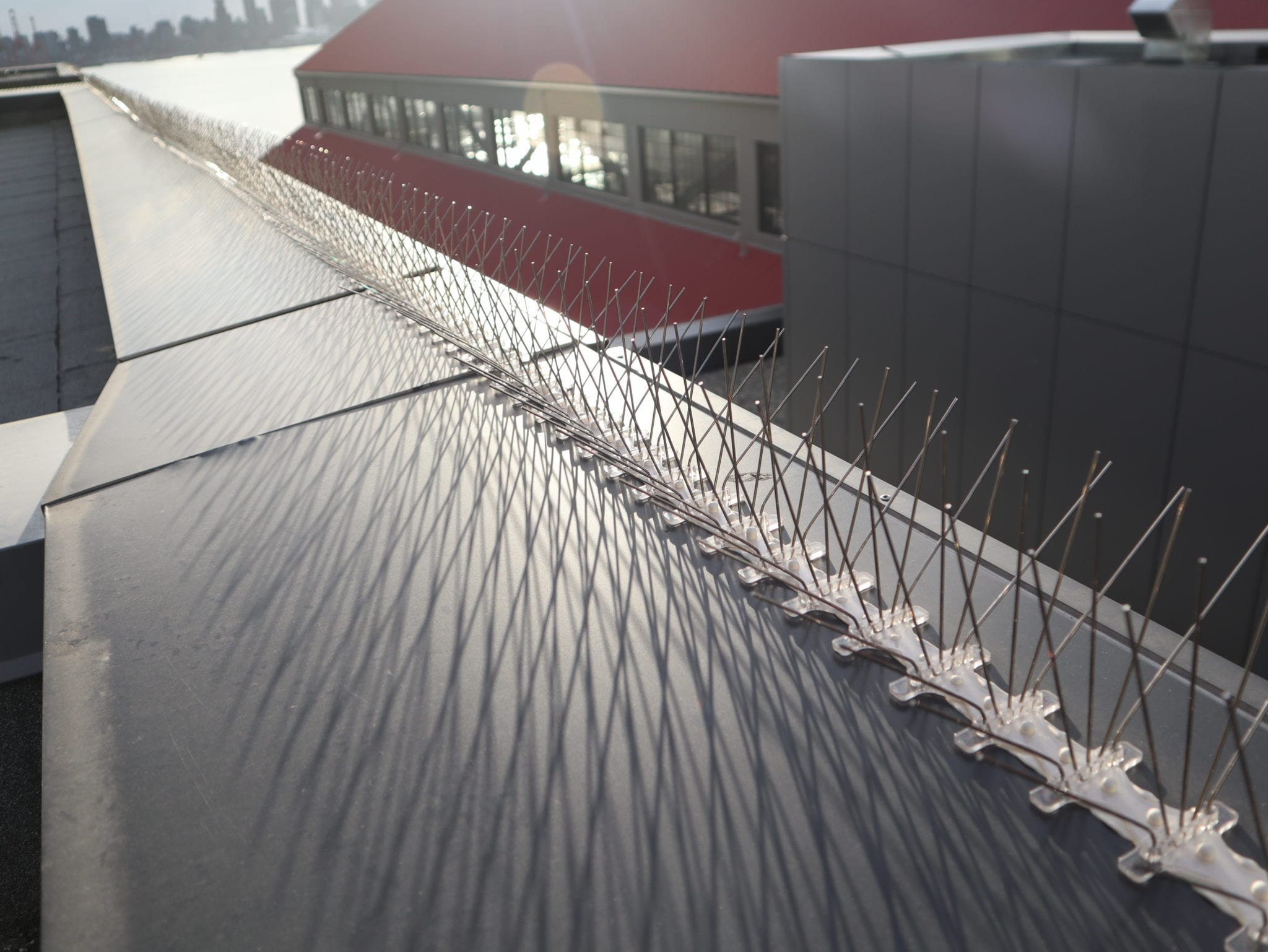 Why are there so many pigeons? - Pigeon Patrol Canada - Bird Control ...