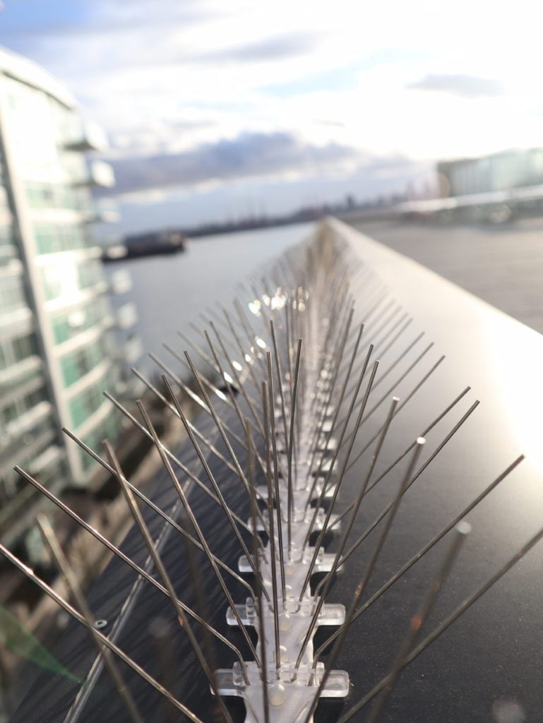 How to get rid of pigeons - Pigeon Patrol Canada - Bird Control ...