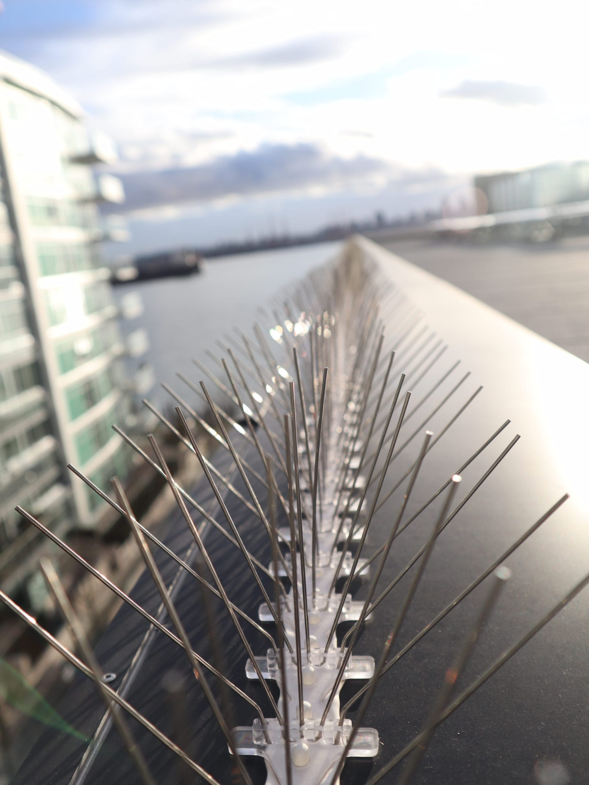 How to get rid of pigeons - Pigeon Patrol Canada - Bird Control ...