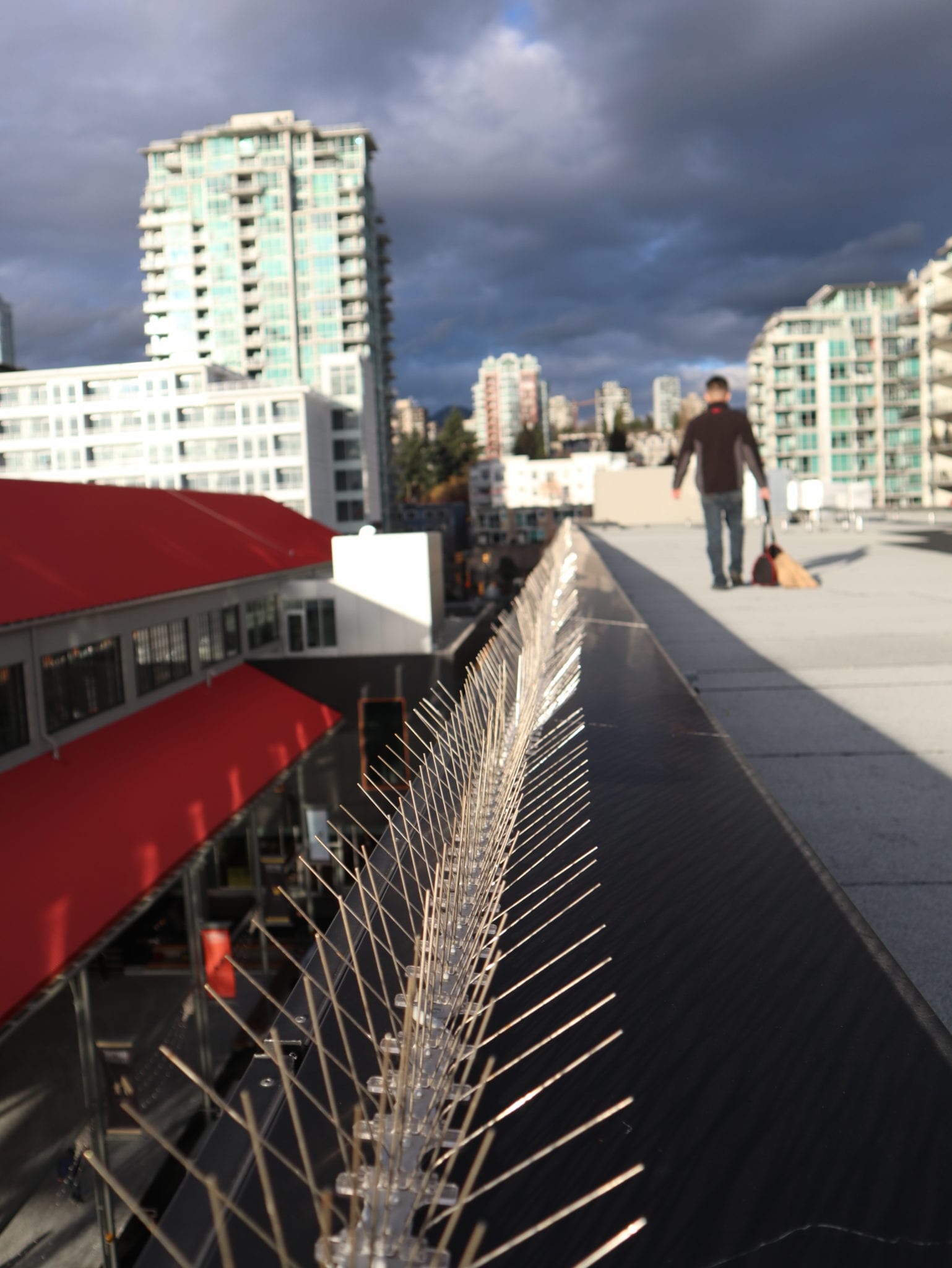 Controlling Pigeon Nuisance - Pigeon Patrol Canada - Bird Control ...