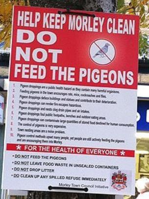 Town Council agrees pigeons cull - Pigeon Patrol Canada - Bird Control ...