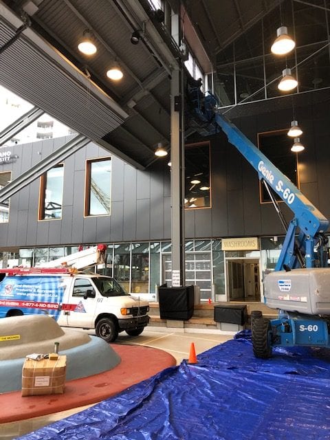 Pigeons inhabit; biology and behavior - Pigeon Patrol Canada - Bird ...