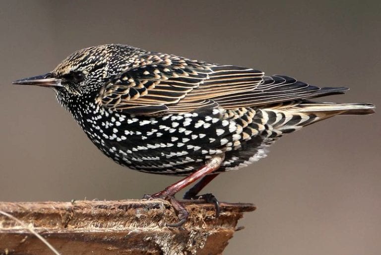 How did starling populations become so large? - Pigeon Patrol Canada ...
