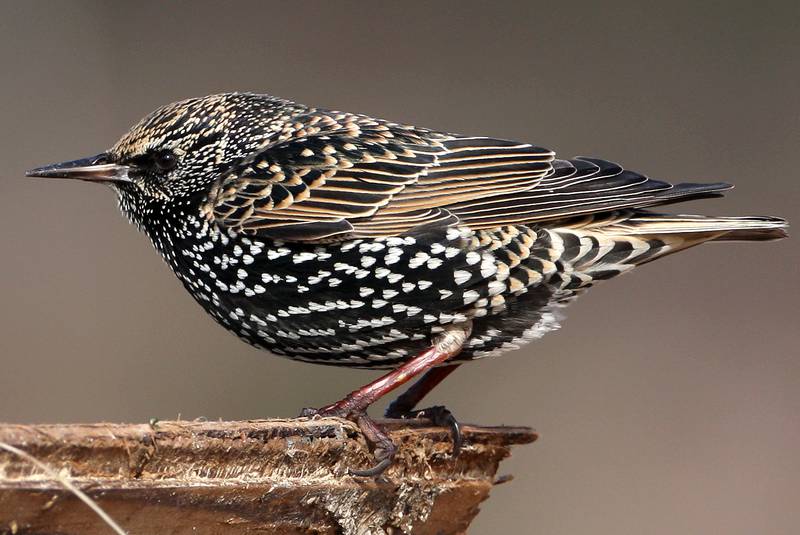 Common starling problems and solutions - Pigeon Patrol Canada - Bird ...