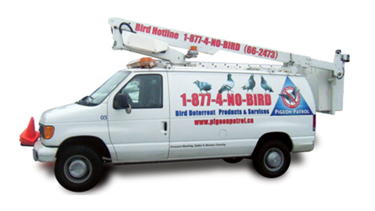 House sparrows common problems and solutions - Pigeon Patrol Canada ...