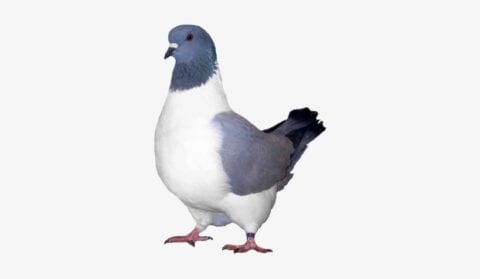 What Are Ice Pigeons? - Pigeon Patrol Blog - Service/Products