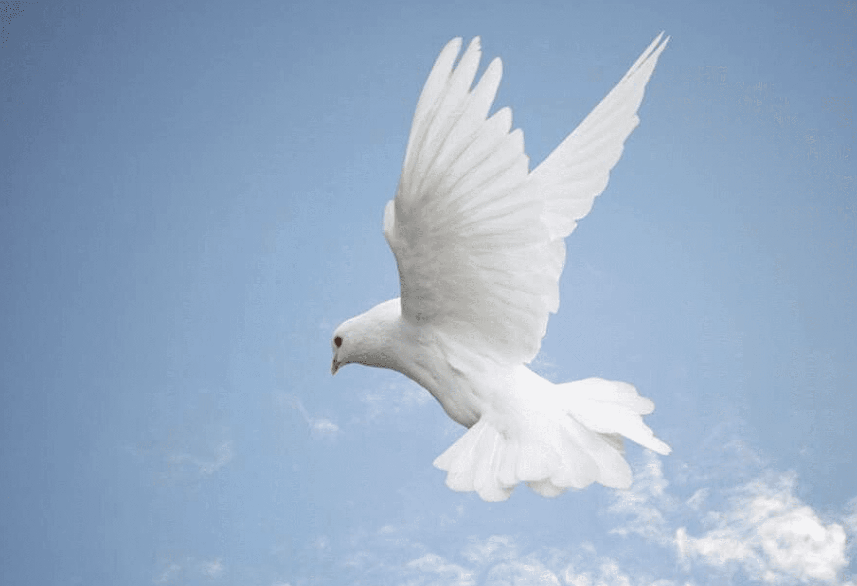 Pigeons In Religions - Pigeon Patrol Blog - Read Blog Here!