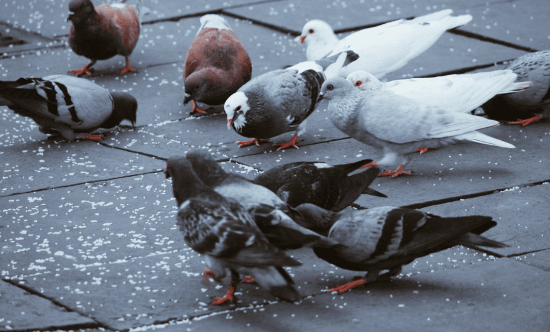 The Bird Flu - Pigeon Patrol Canada - Bird Control Products & Services