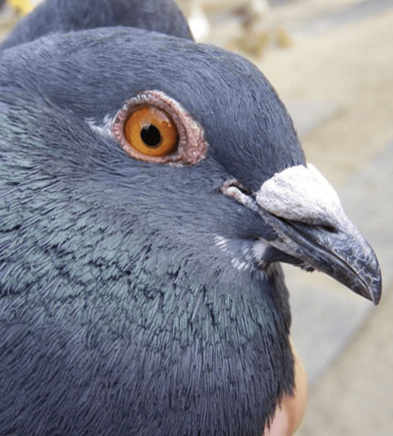 Cher Ami: The Pigeon that Saved the Lost Battalion - Pigeon Patrol ...