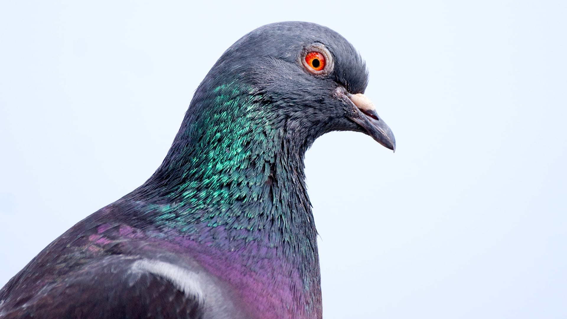 Pigeon Prevention Methods & Damage Control - Pigeon Patrol Canada