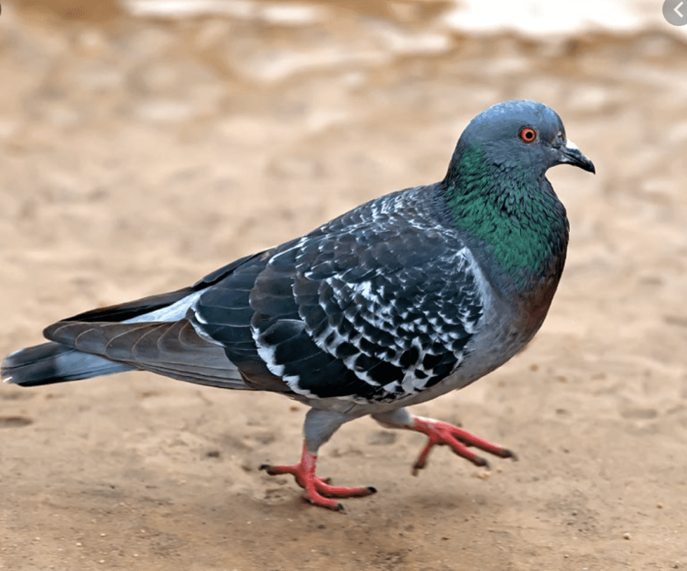 Pigeon Nesting and Breeding Patterns and Behavior - Pigeon Patrol Blog