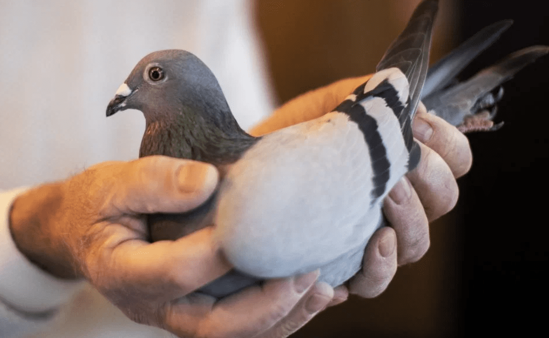 How Do Homing Pigeons Find Home? - Pigeon Patrol Canada - Bird Control ...