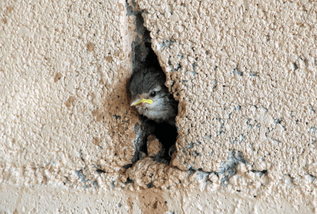 What Do I Do With a Bird Trapped in My Wall? - Pigeon Patrol Services
