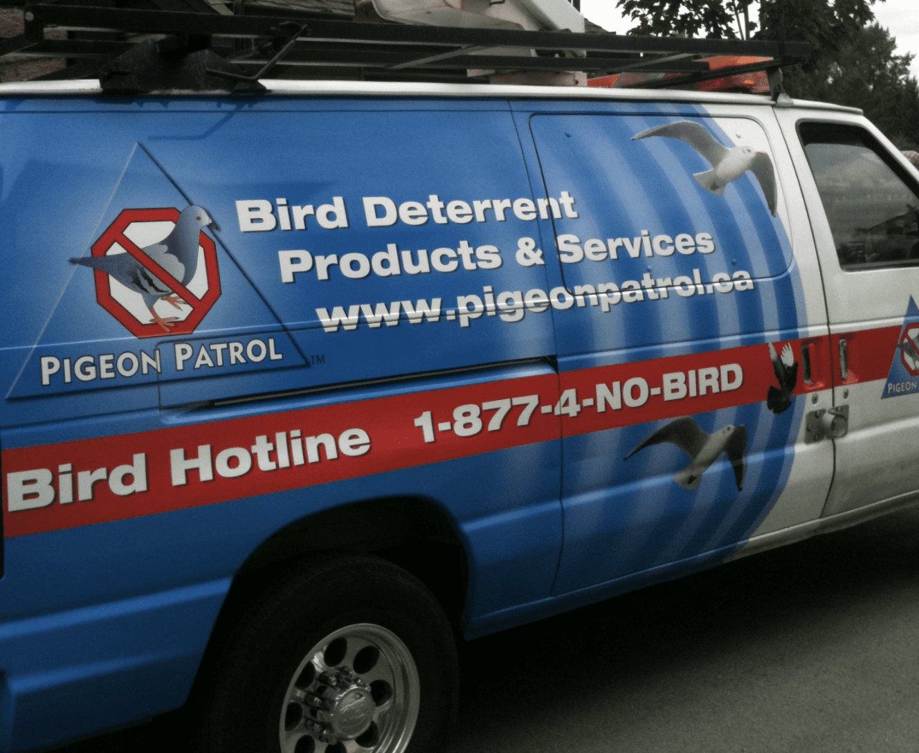 Why You Should Hire A Professional Bird Control Company - Pigeon Patrol