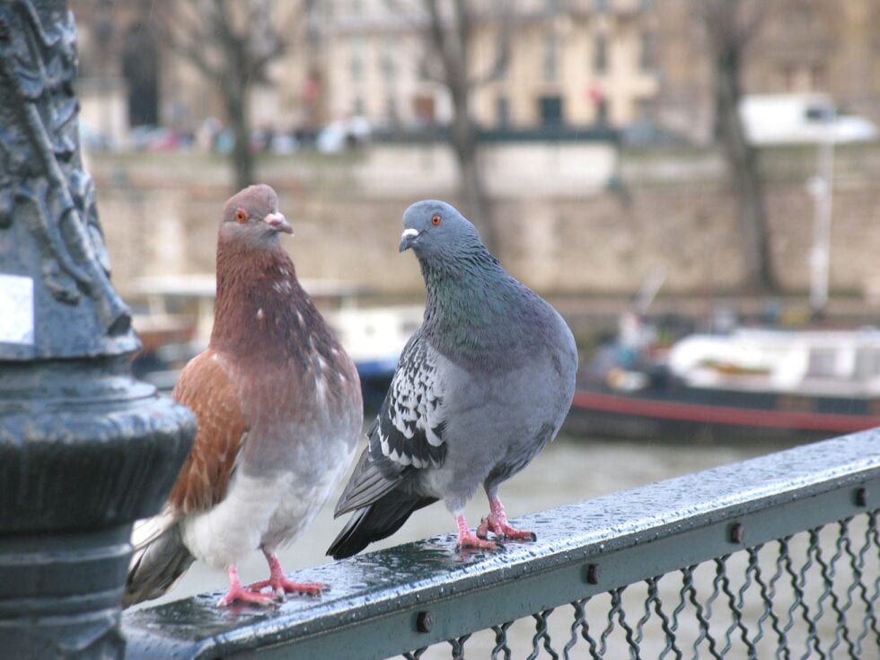 Attaching Small Weights To Pigeons Helps Them Shoot Up In The Social ...
