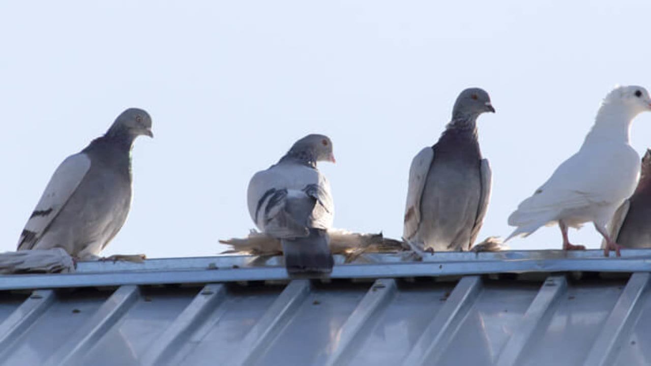 Pesky pigeons and their toxic poo closes riverside walkway by RSC ...
