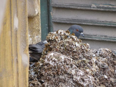 How to Clean Pigeon Poop Off a Balcony - Pigeon Patrol Canada - Bird ...