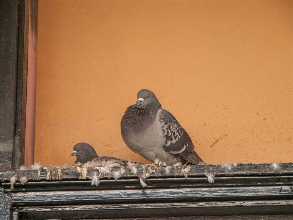 Pigeons – (Columbidae – Columba livia domestica) - Pigeon Patrol Canada ...