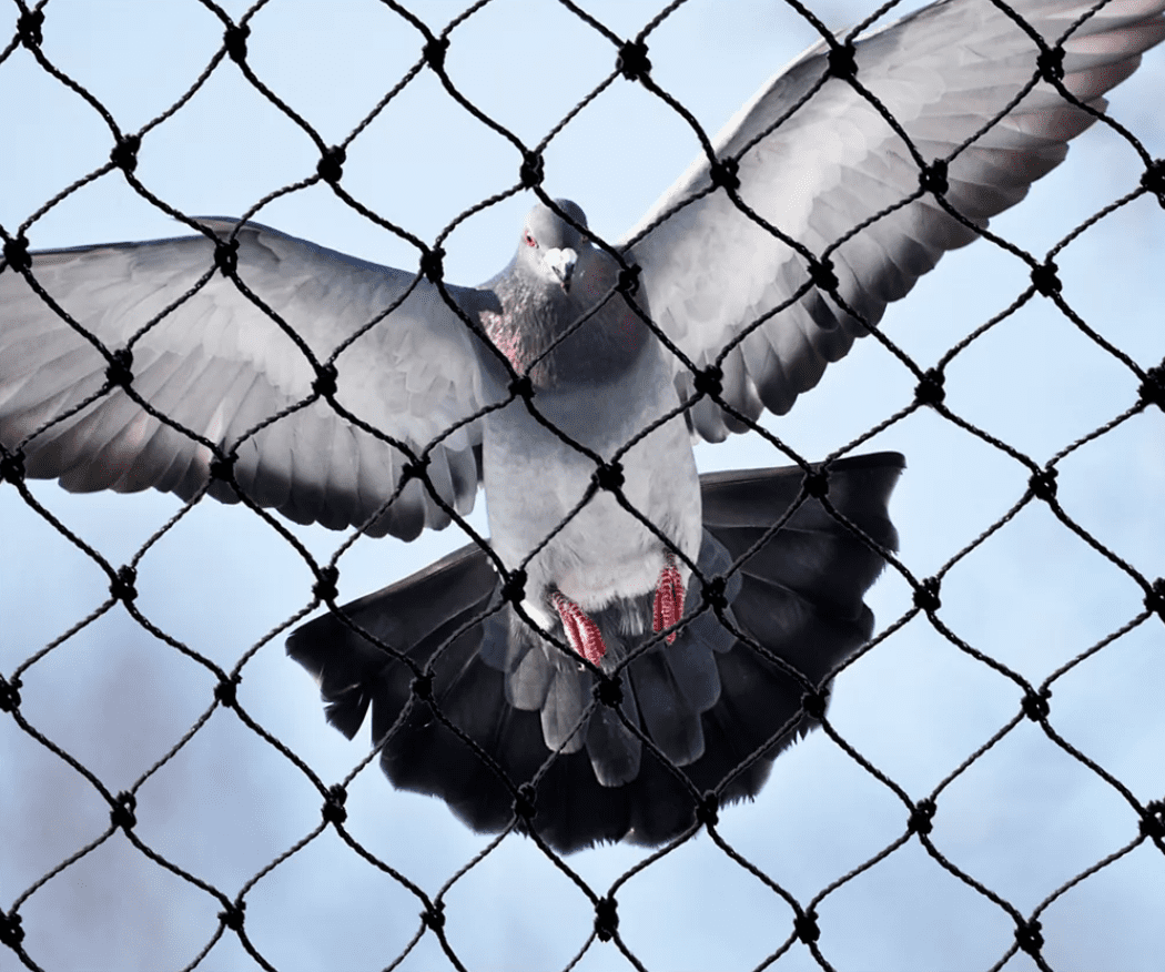 Why You Should Get Bird Netting - Pigeon Patrol Canada