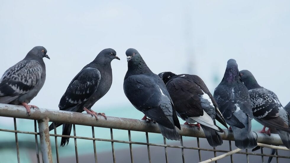Messenger / Homing Pigeons & Their Applications - Pigeon Patrol Canada ...