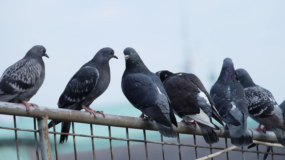 Messenger / Homing Pigeons & Their Applications - Pigeon Patrol Canada ...
