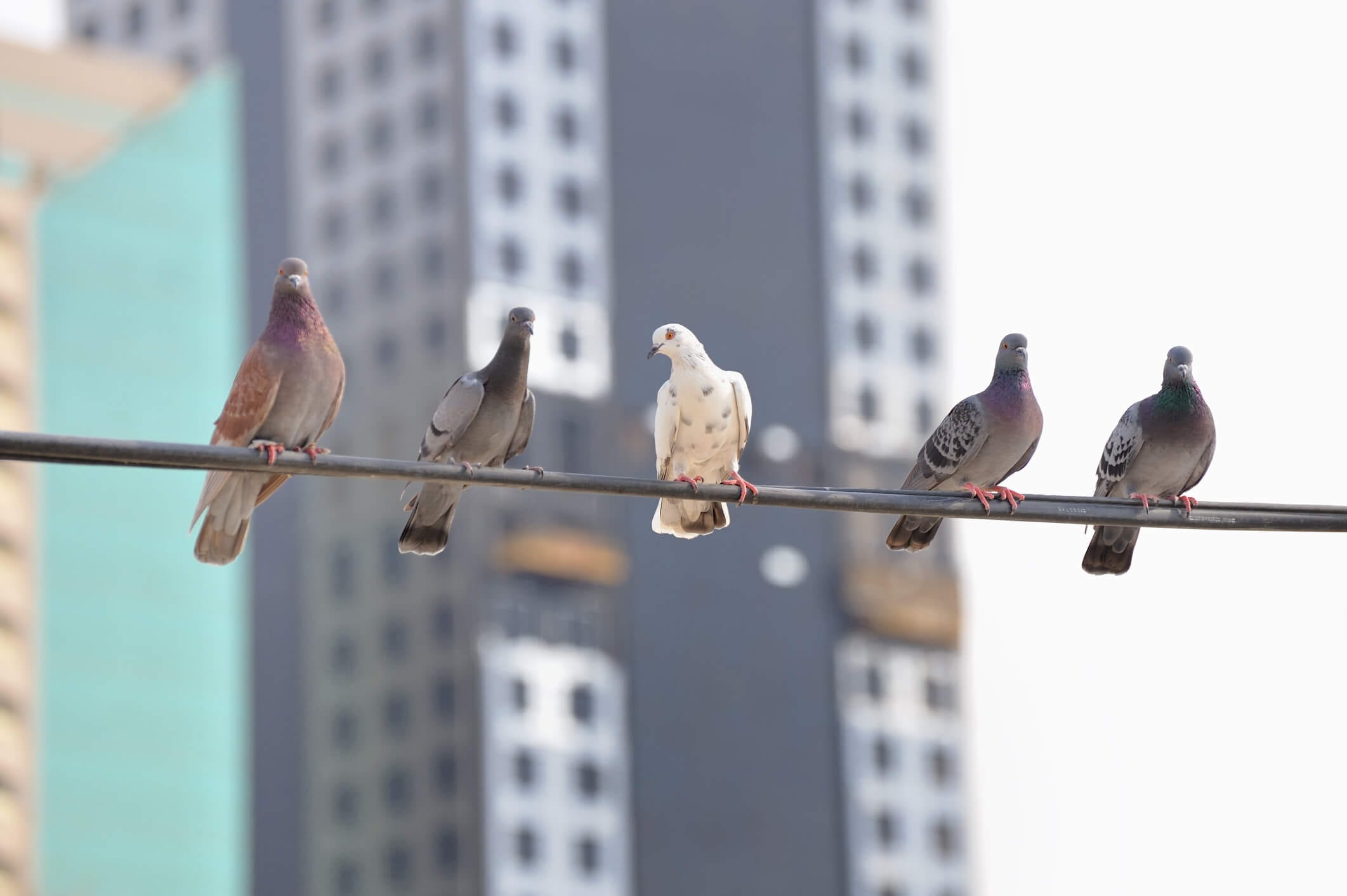 Why Do We Never See Baby Pigeons? - Pigeon Patrol Canada - Bird Control ...