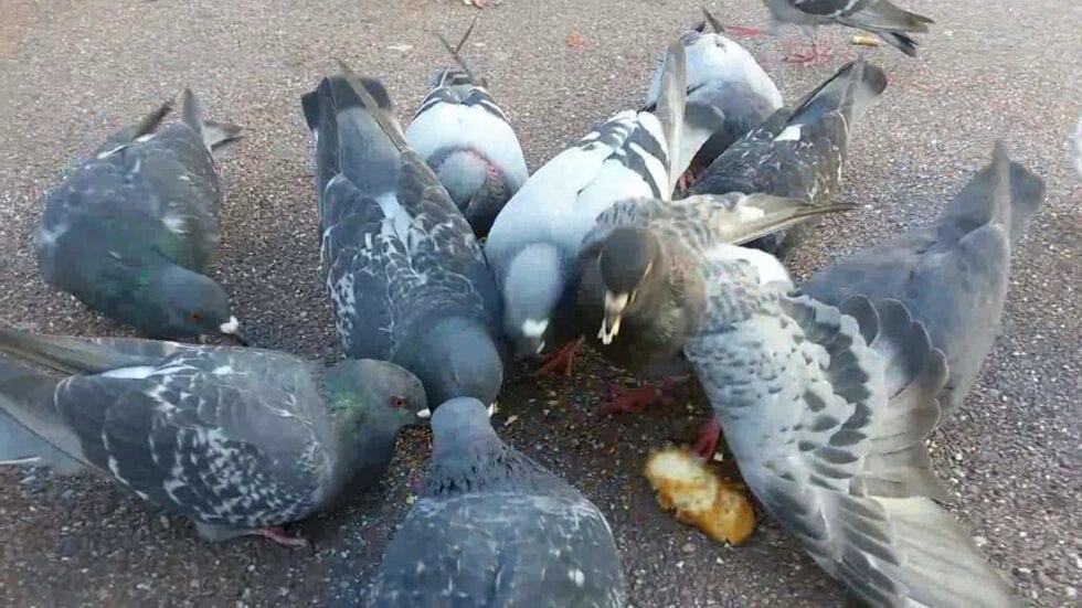 Passenger Pigeon Facts | Anatomy, Diet, Habitat, Behavior - Pigeon ...