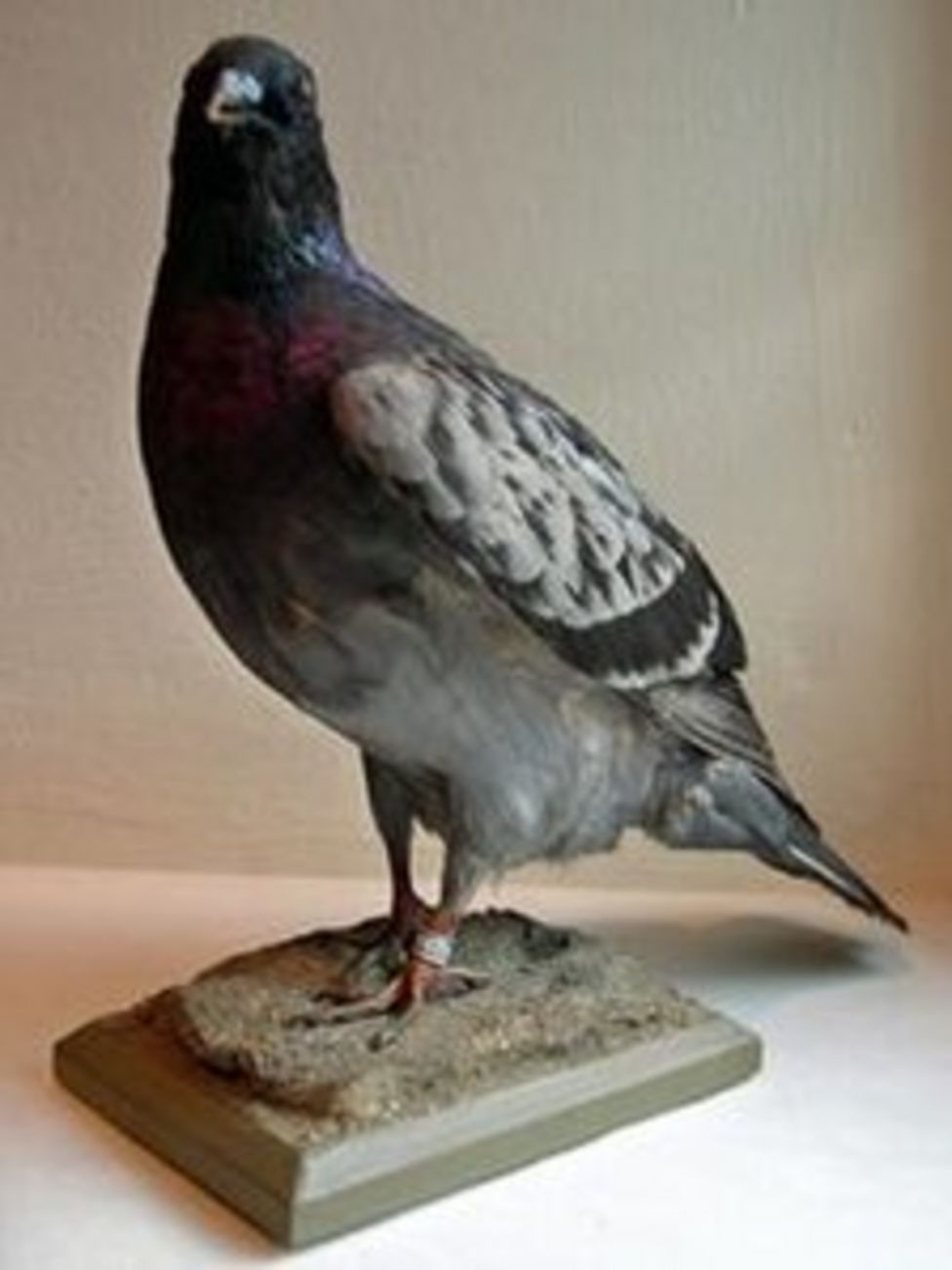 The pigeon that saved a World War II bomber crew - Pigeon Patrol Canada ...