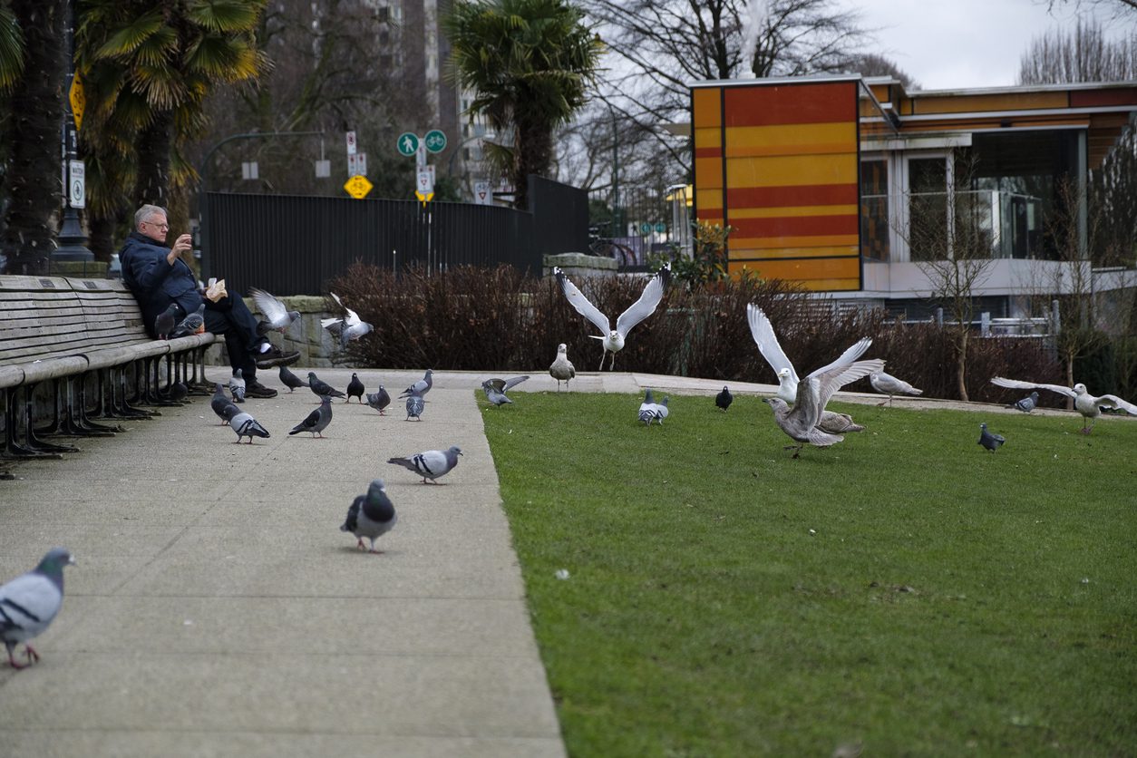 The new pigeon wars - Pigeon Patrol Canada - Bird Control Products ...