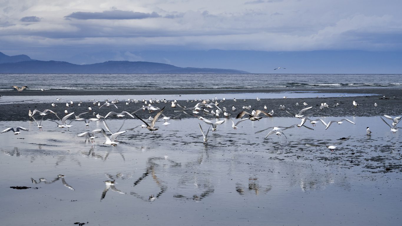 How did the Pink Pigeon bounce back from just nine birds? - Pigeon ...