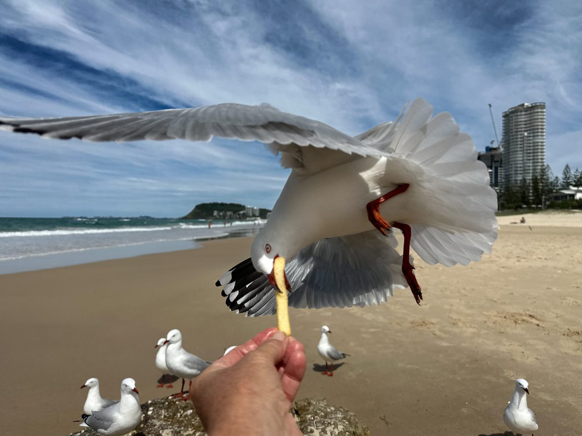 Pigeon terrorists were to drop bombs - Pigeon Patrol Canada - Bird ...