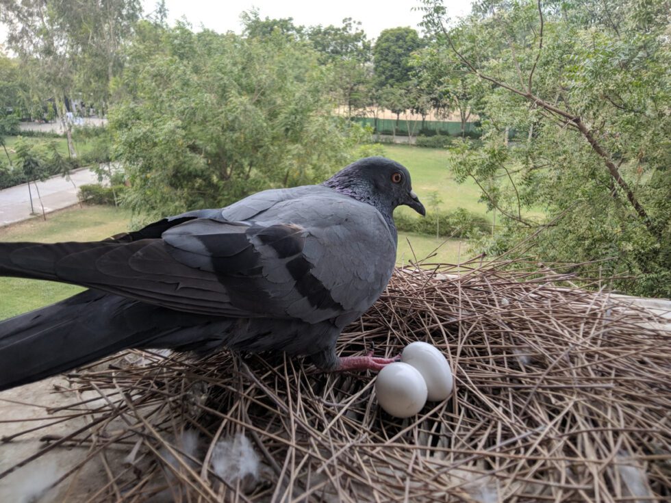 an apartment building on the top floor - Pigeon Patrol Canada - Bird ...