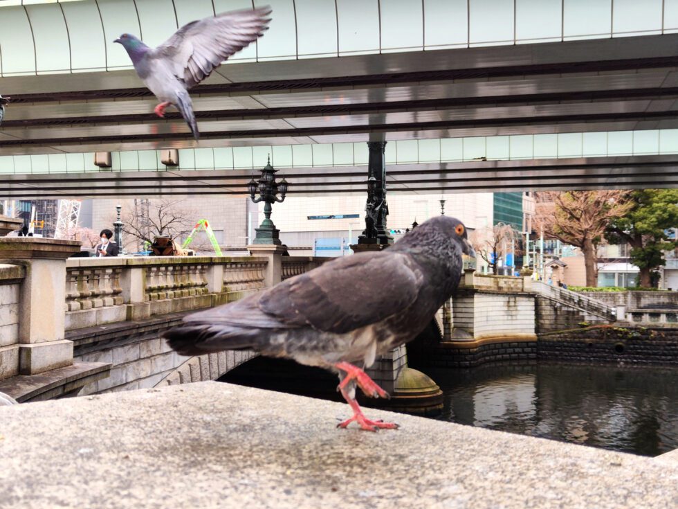 The people of Toronto are fed up with pigeons. - Pigeon Patrol Canada ...