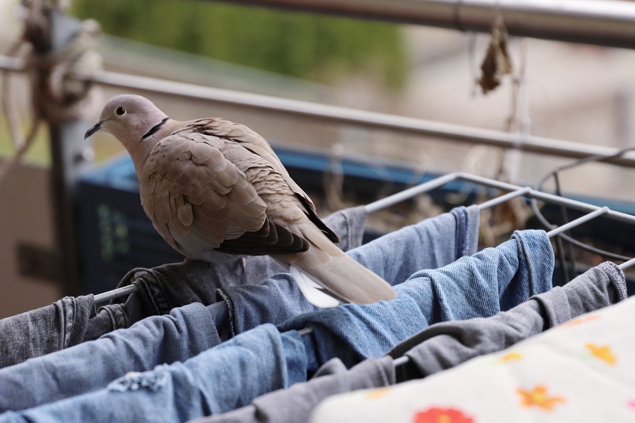 The strange tale of the bird ladies of Sellafield - Pigeon Patrol ...