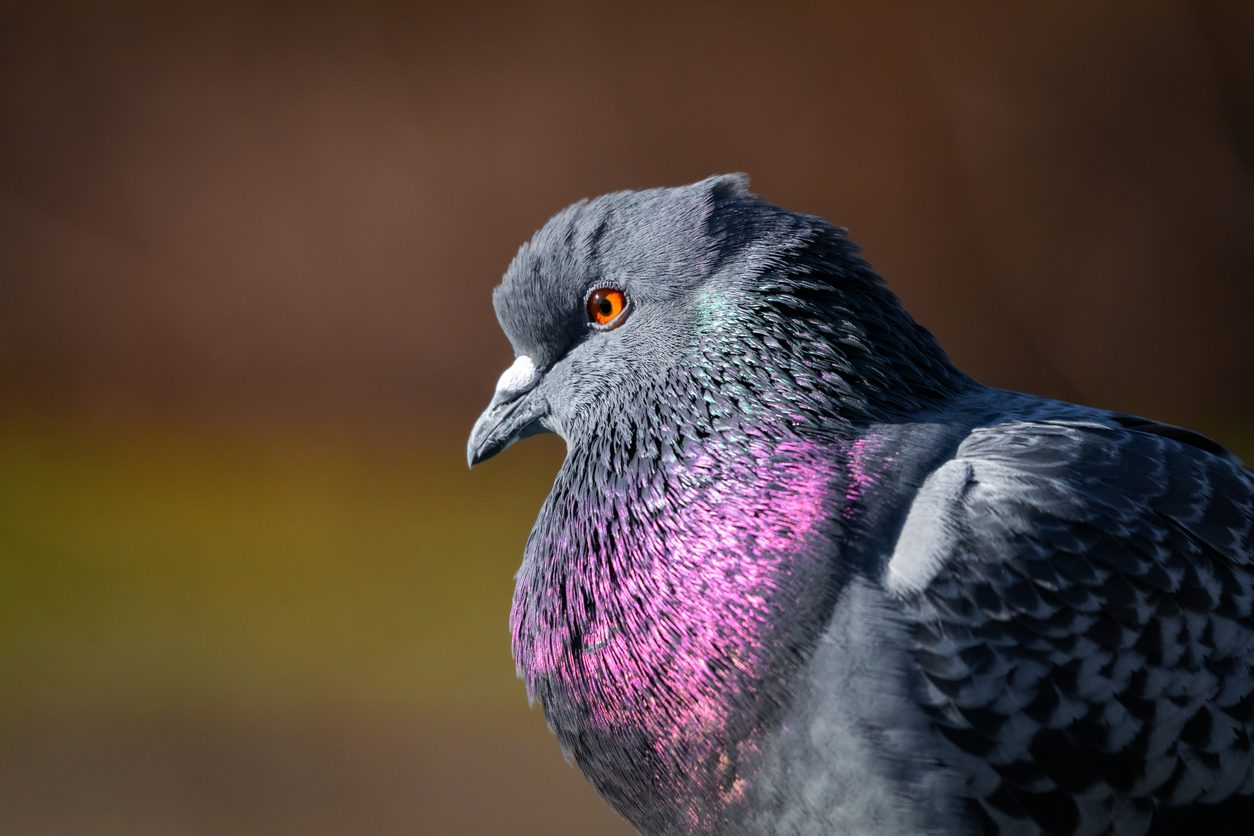Pink pigeon possibly dyed for gender reveal party in NYC dies - Pigeon ...