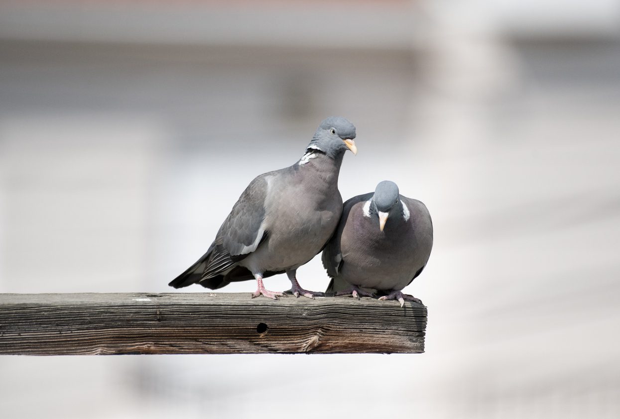 Lost pigeon flew the coop, finding her way from France to Calgary ...